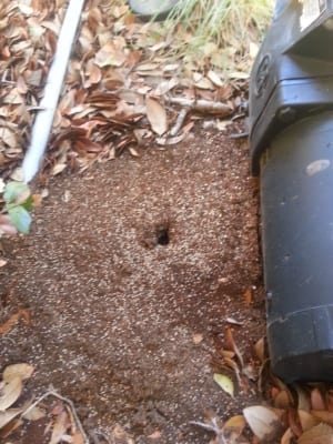 Prevent Fire Ant Damage to Pool Pumps with Simpl Pest Control - Simpl